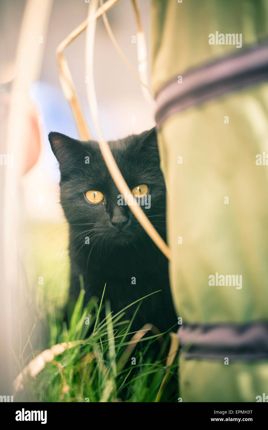 Black cat hiding in the garden Stock Photo - Alamy