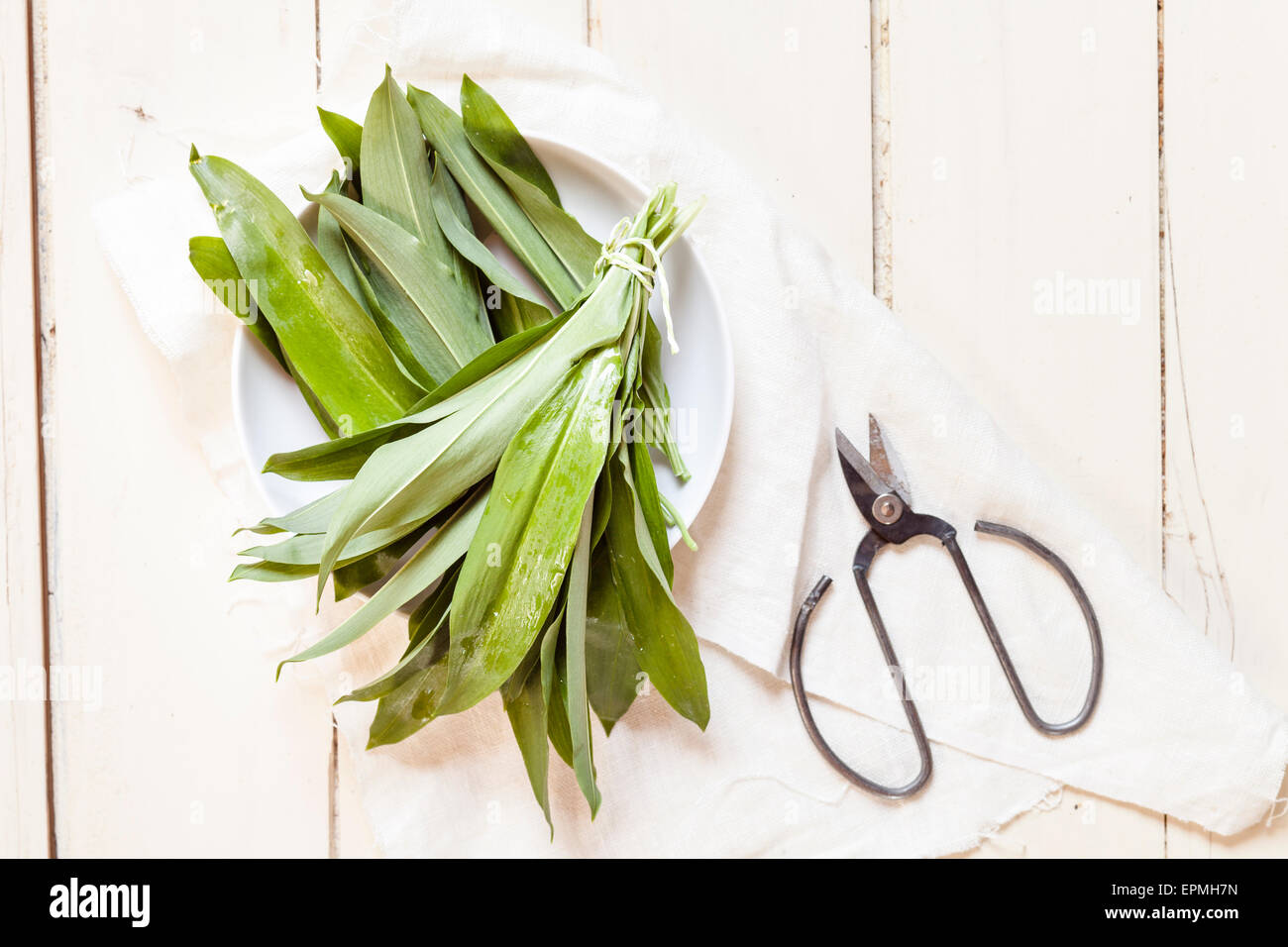 Wild garlic, Allium ursinum, scissors and white cloth Stock Photo - Alamy