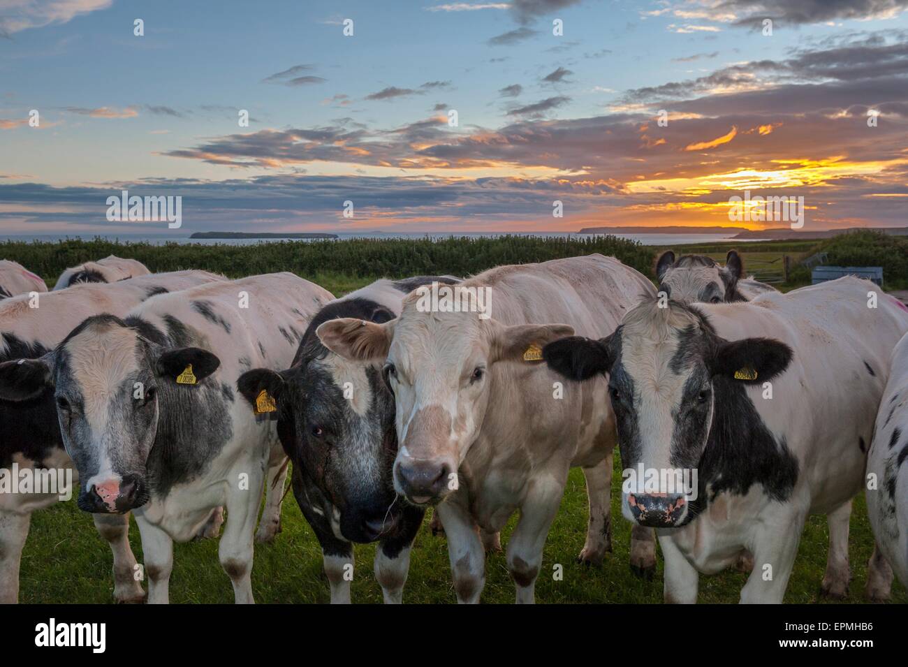 British farm animals sunset hi-res stock photography and images - Alamy