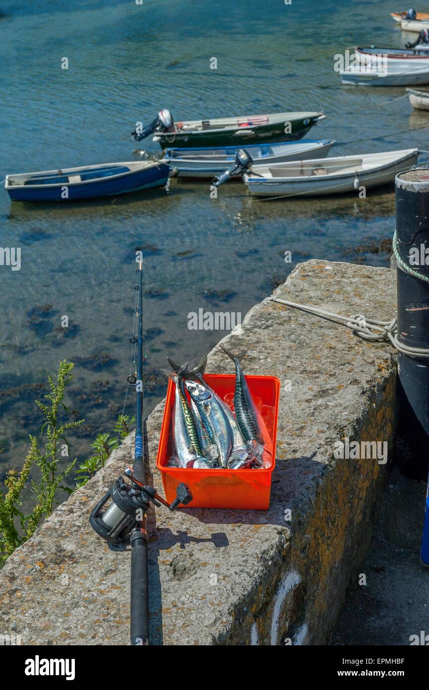 Line caught mackerel hi-res stock photography and images - Alamy
