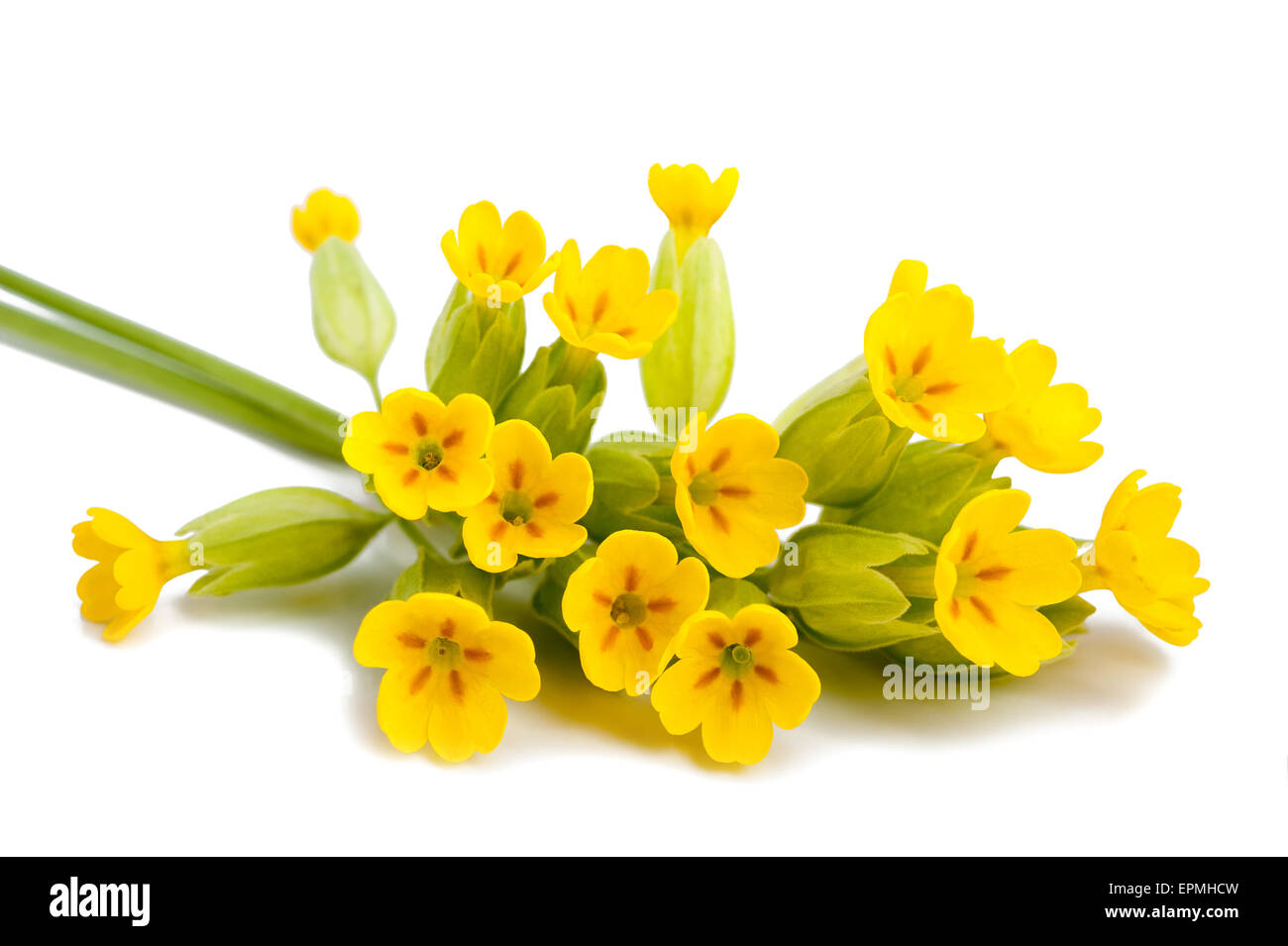 Primrose flowers isolated on white background. Primula veris Stock ...