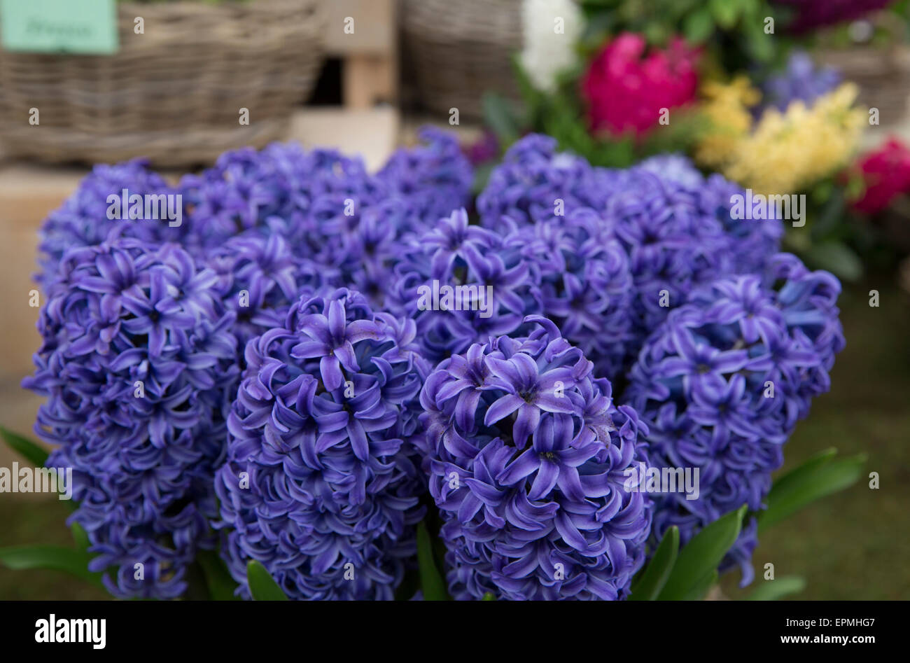 Chelsea, UK,19th May 2015, Purple Hyacinths on display at Chelsea ...