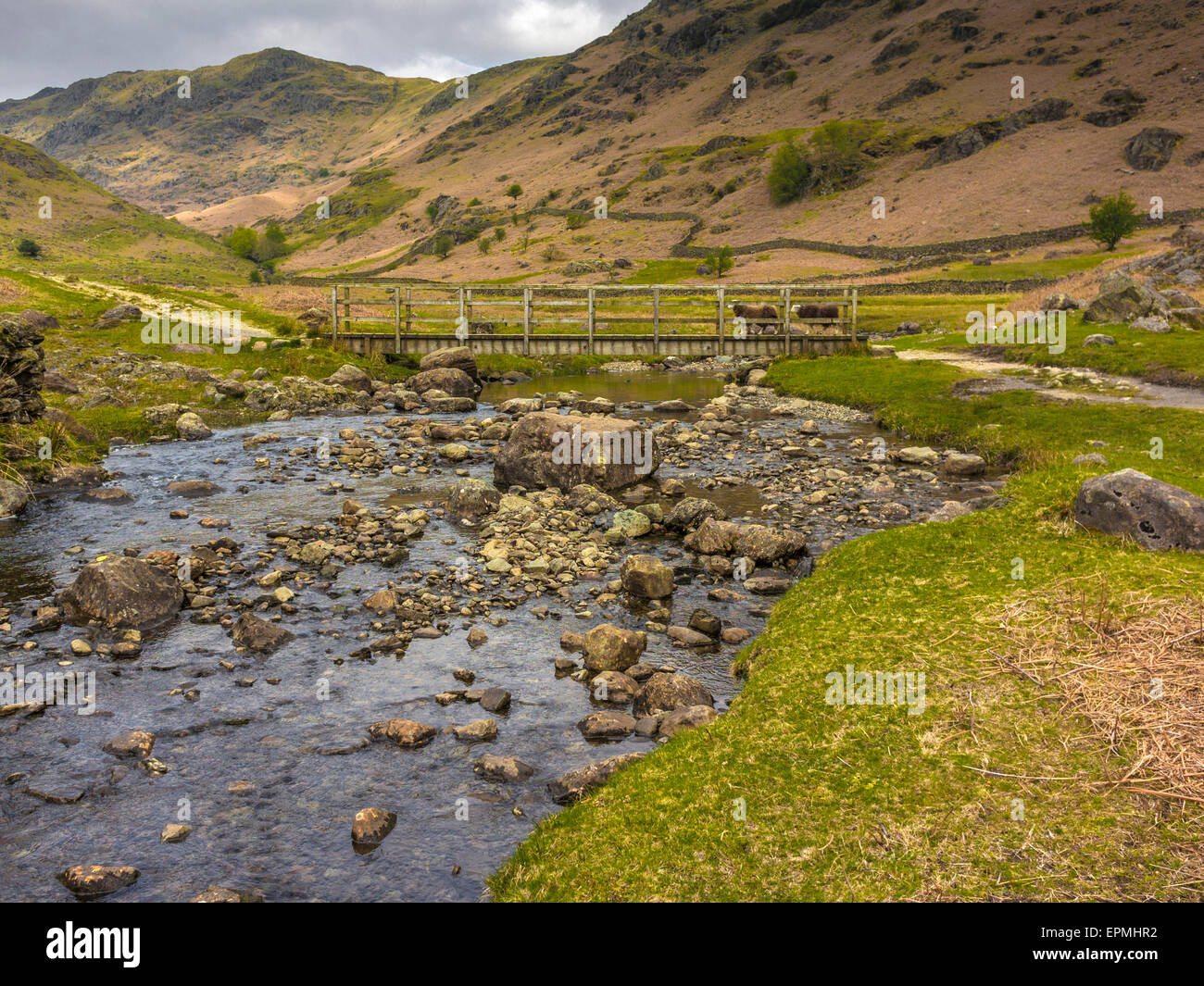 Herdwick sheep grasmere hi-res stock photography and images - Alamy
