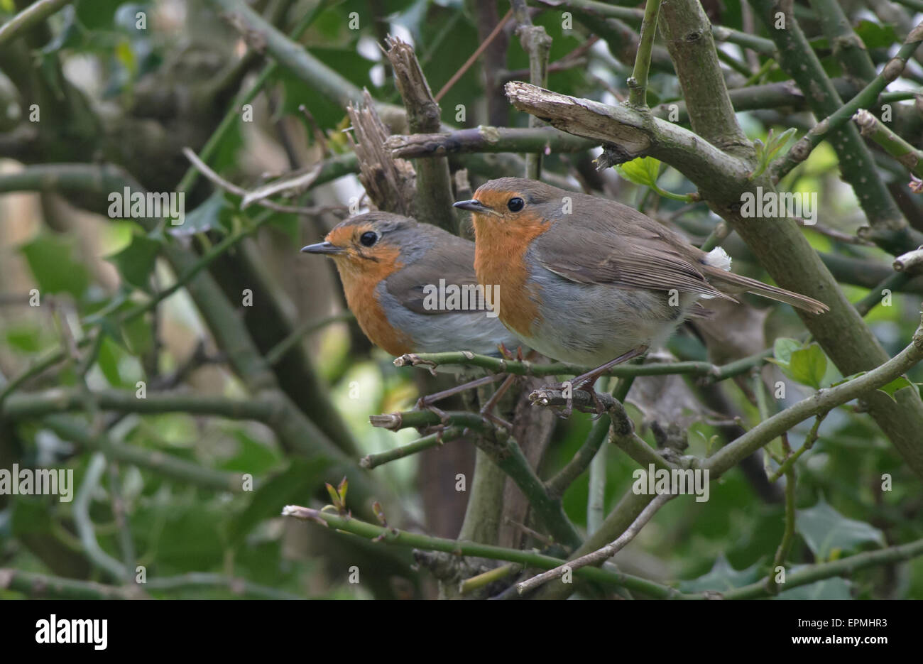 Pair of robins hi-res stock photography and images - Alamy