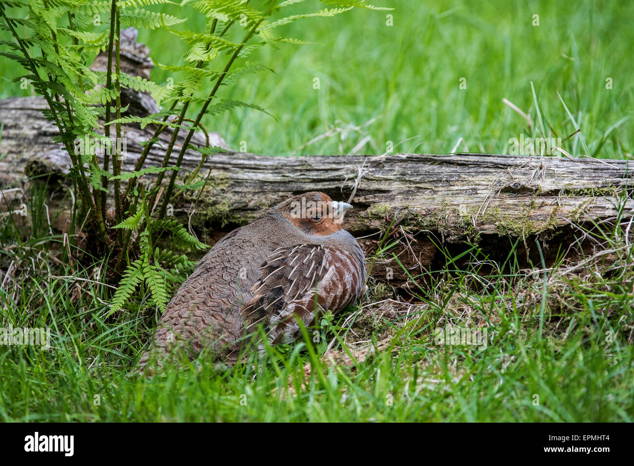 Grey Partridge / English Partridge / Hun (Perdix perdix) resting next ...
