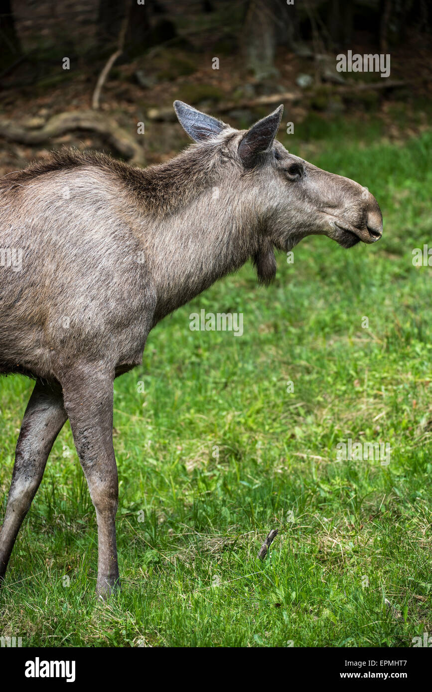 Female cow hi-res stock photography and images - Alamy