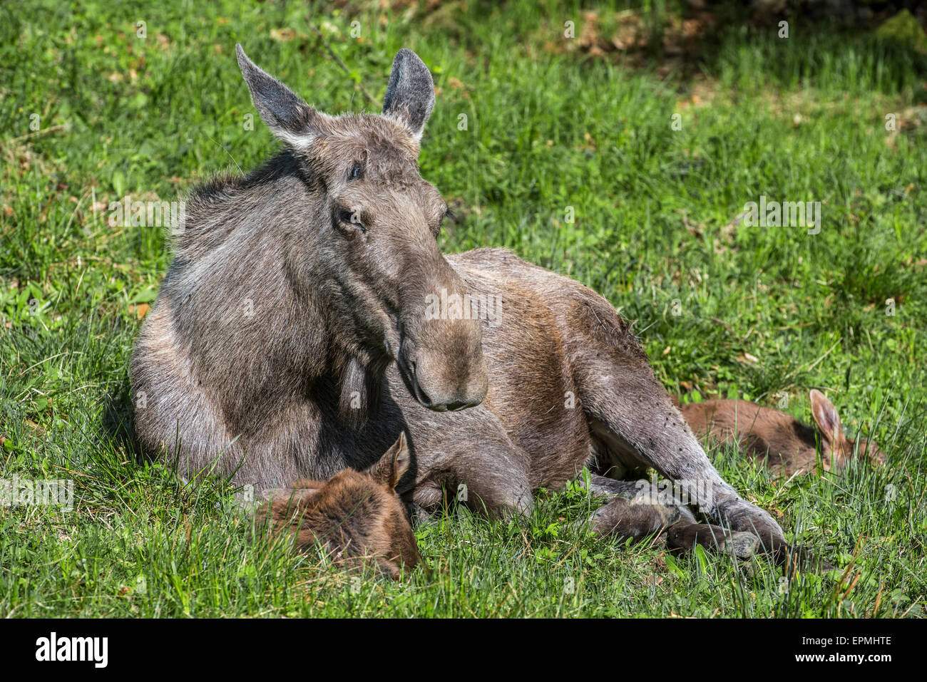 Moose (Alces alces) female / cow with two calves resting in grassland ...
