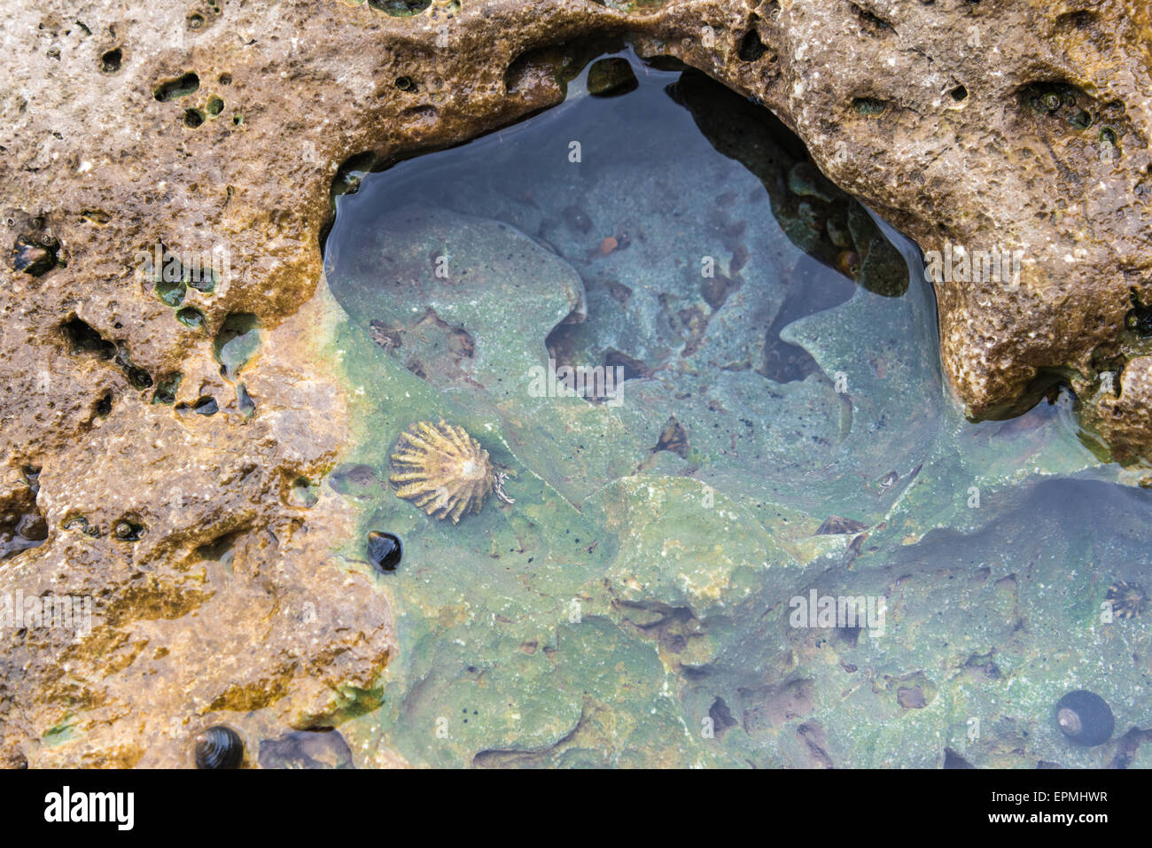 Pool shell hi-res stock photography and images - Alamy