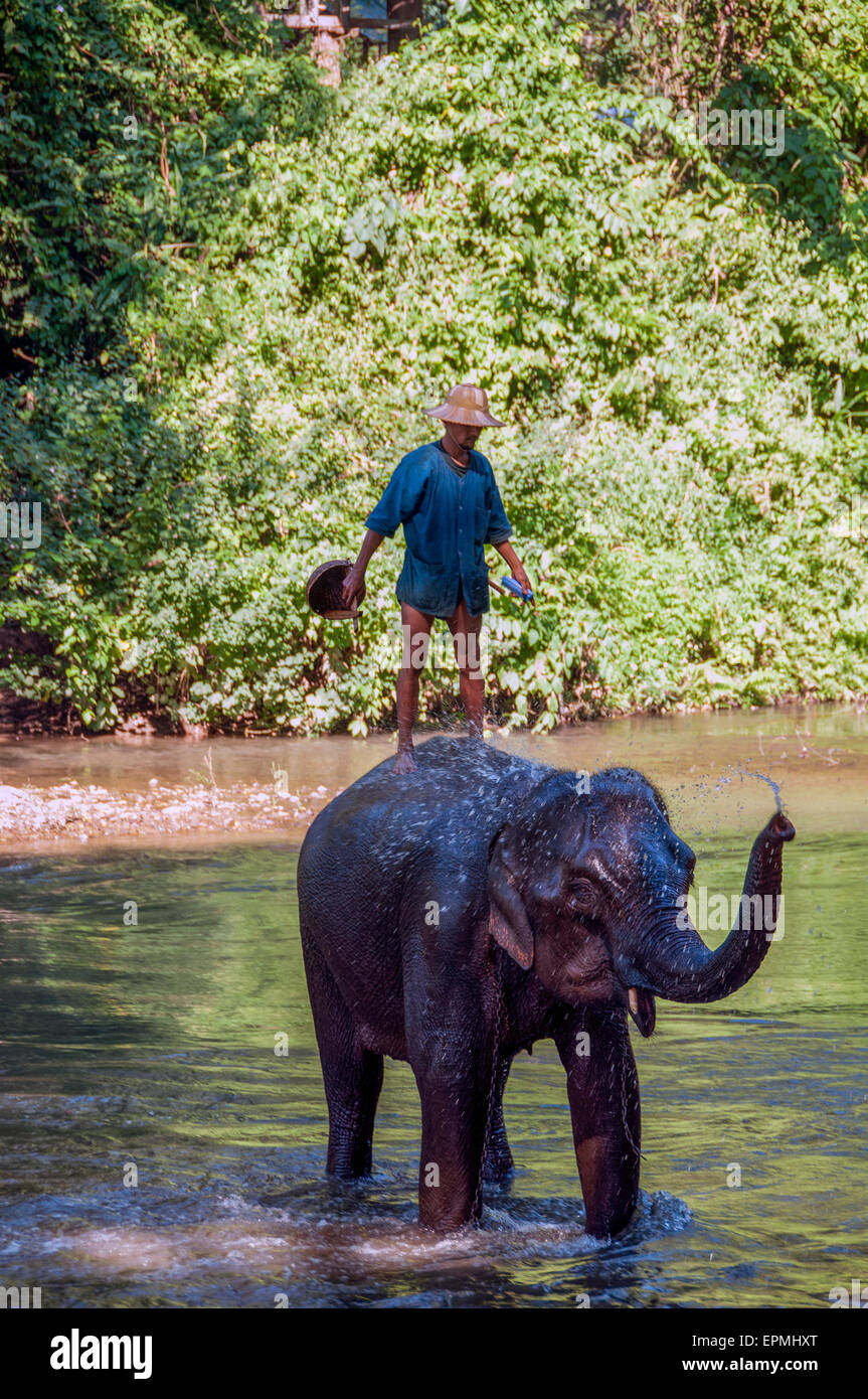 Asia. Thailand, Chiang Dao. Elephant center. Mahout standing on his ...
