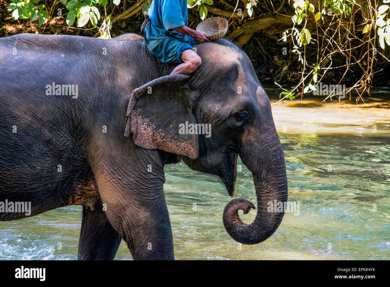 Asia. Thailand, Chiang Dao. Elephant center. Mahout and his elephant ...