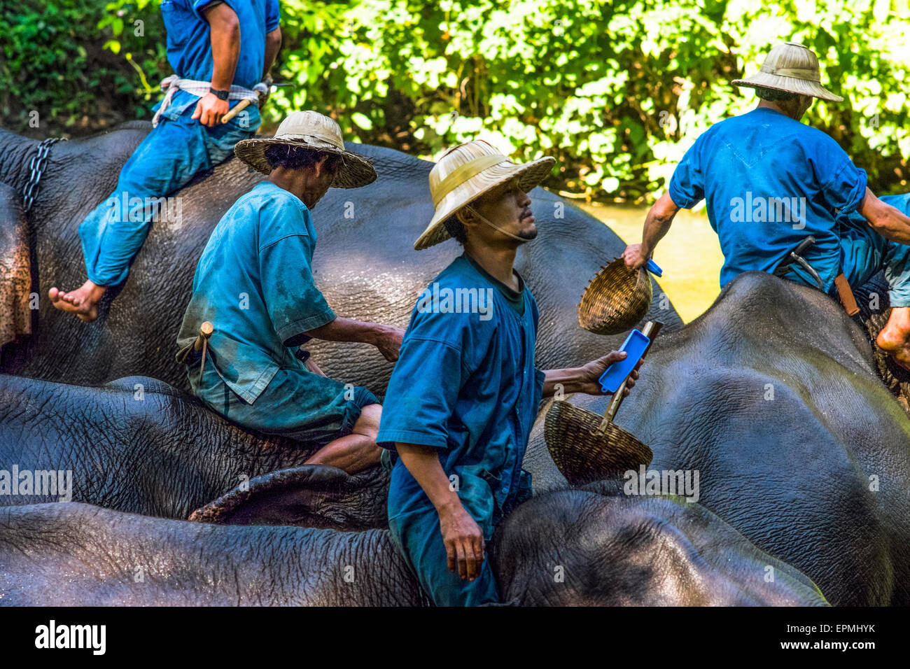 Asia. Thailand, Chiang Dao. Elephant center. Mahout and his elephant ...
