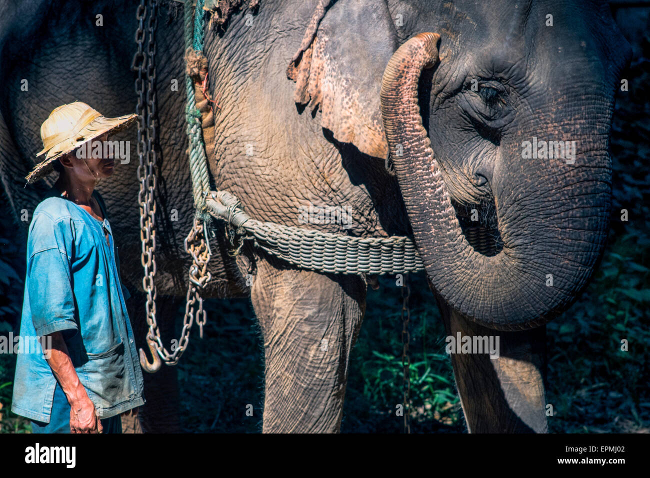 Asia. Thailand, Chiang Dao. Elephant center. Mahout and his elephant ...