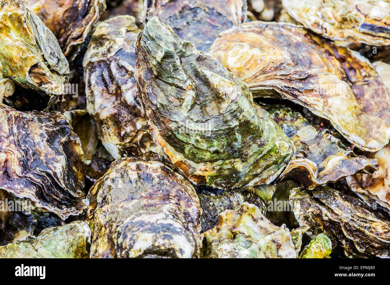 Oysters ostreidae hi-res stock photography and images - Alamy