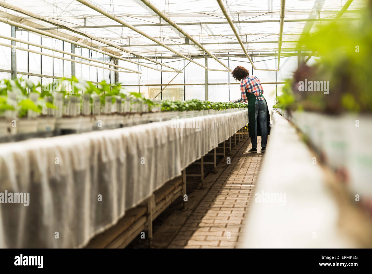 Young female gardener working in plant nursery Stock Photo - Alamy