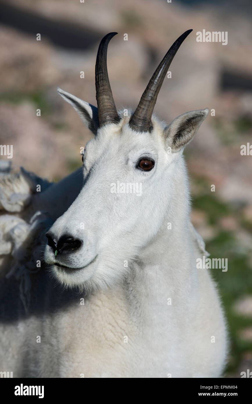 Hardy goat hi-res stock photography and images - Alamy
