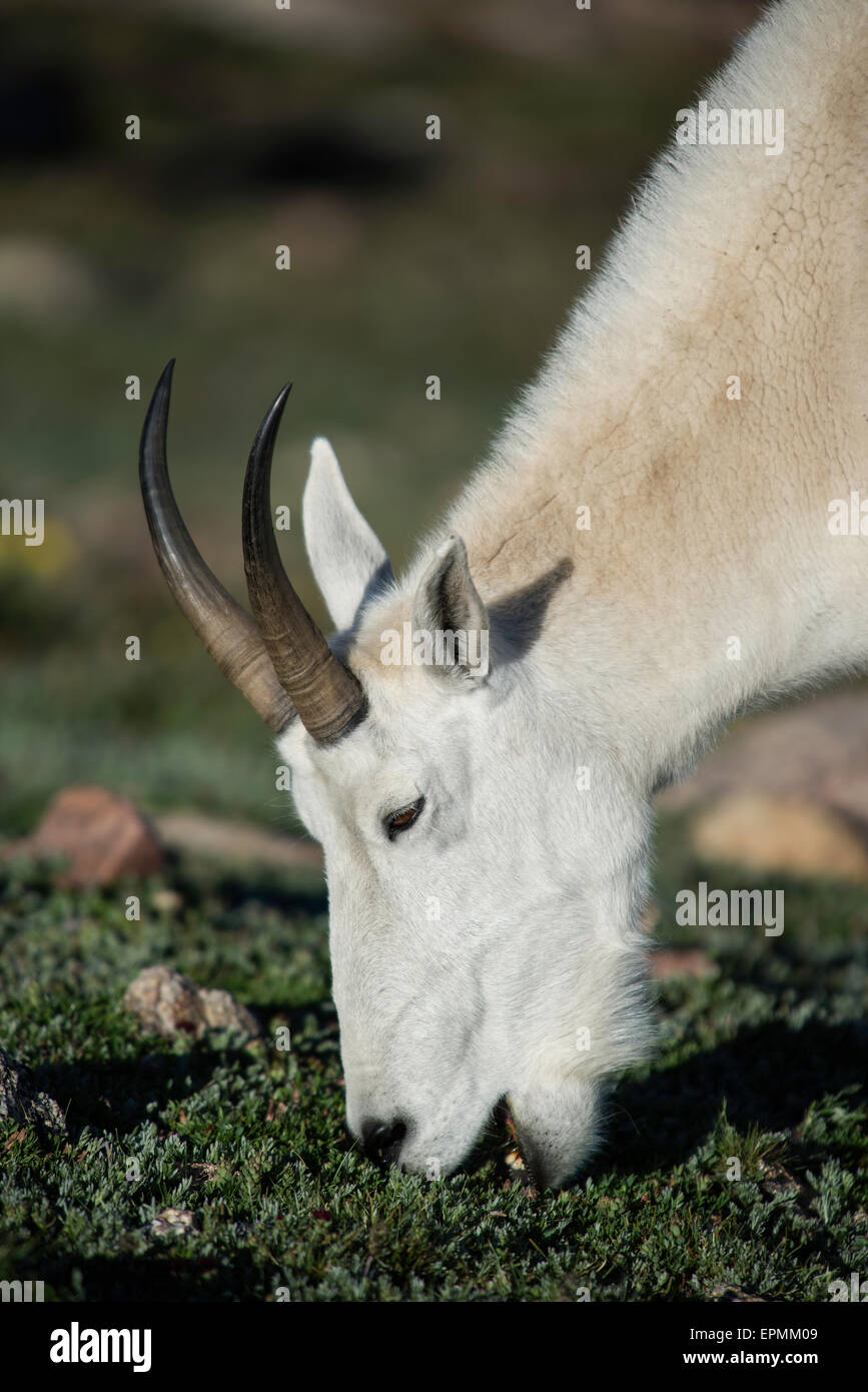 Female mountain goat grazing on hi-res stock photography and images - Alamy