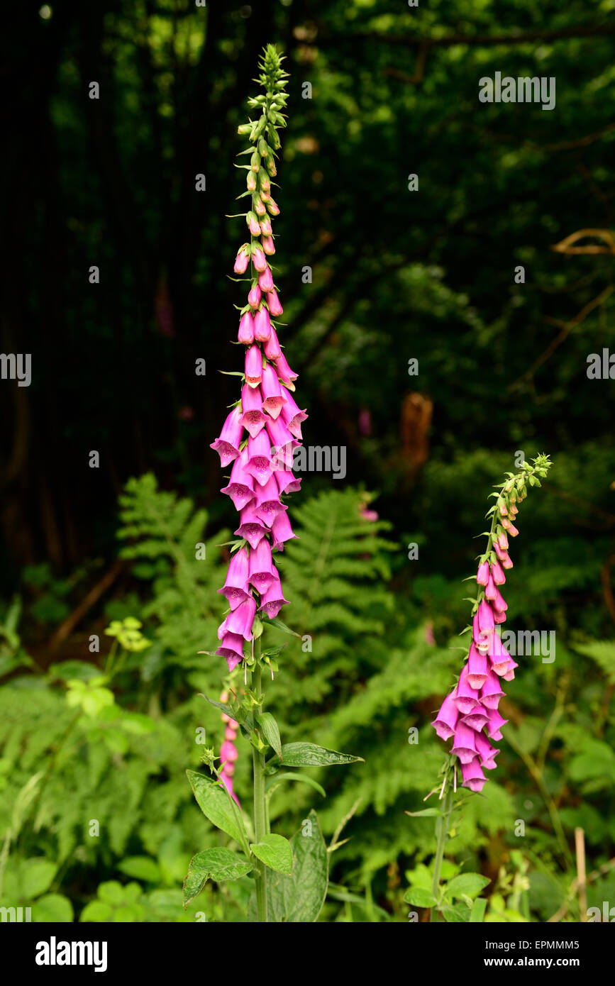 Foxgloves in woodland Stock Photo - Alamy