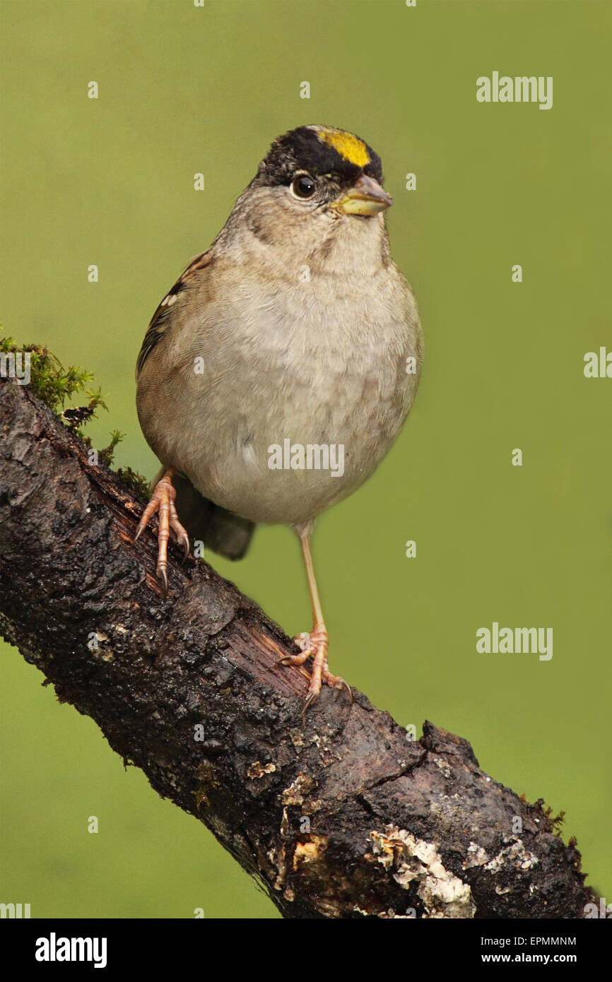 A White-crowned Sparrow standing boldly on diagonal perch Stock Photo ...