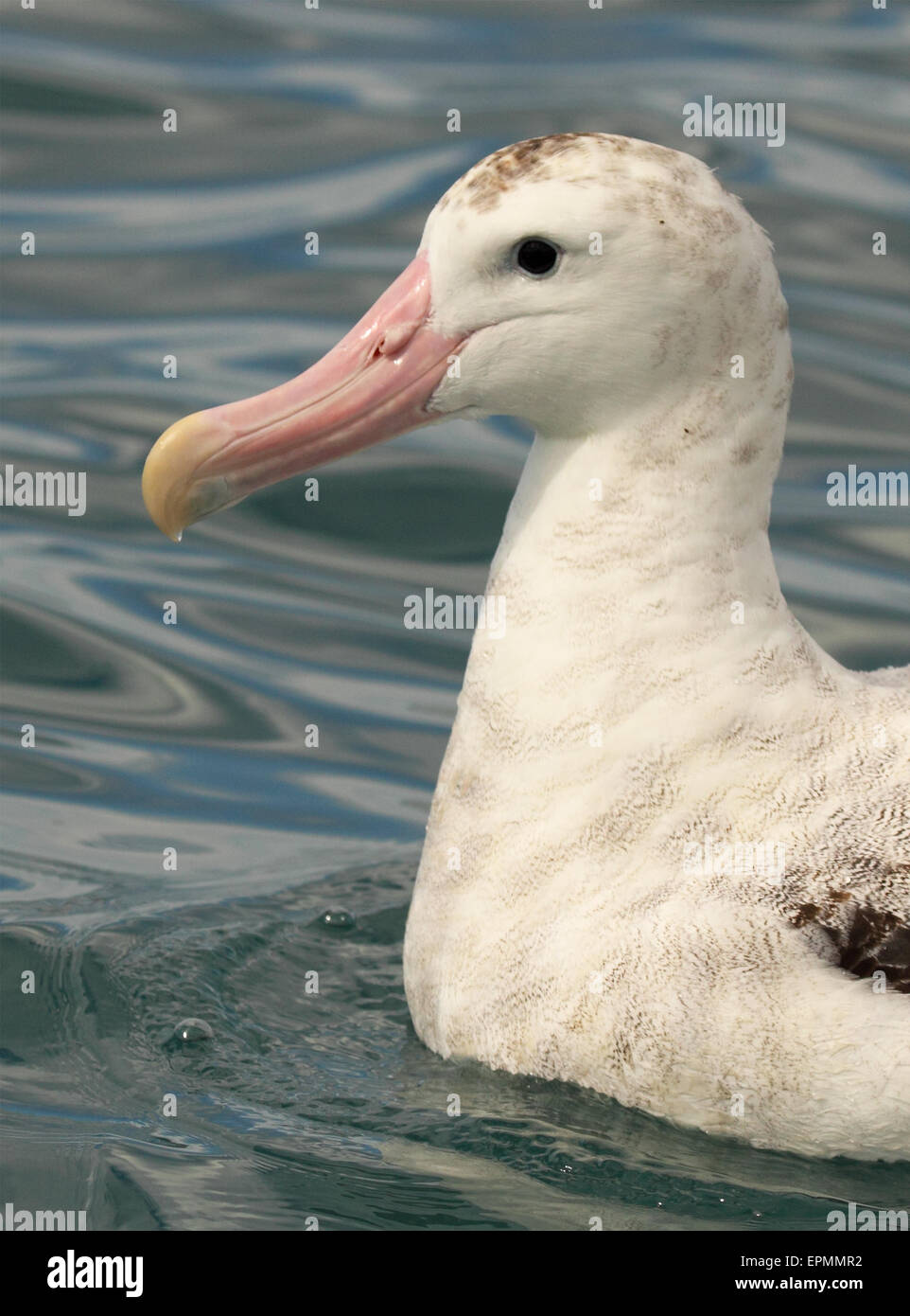 A portrait of a Wandering Albatross on the Pacific Ocean Stock Photo ...