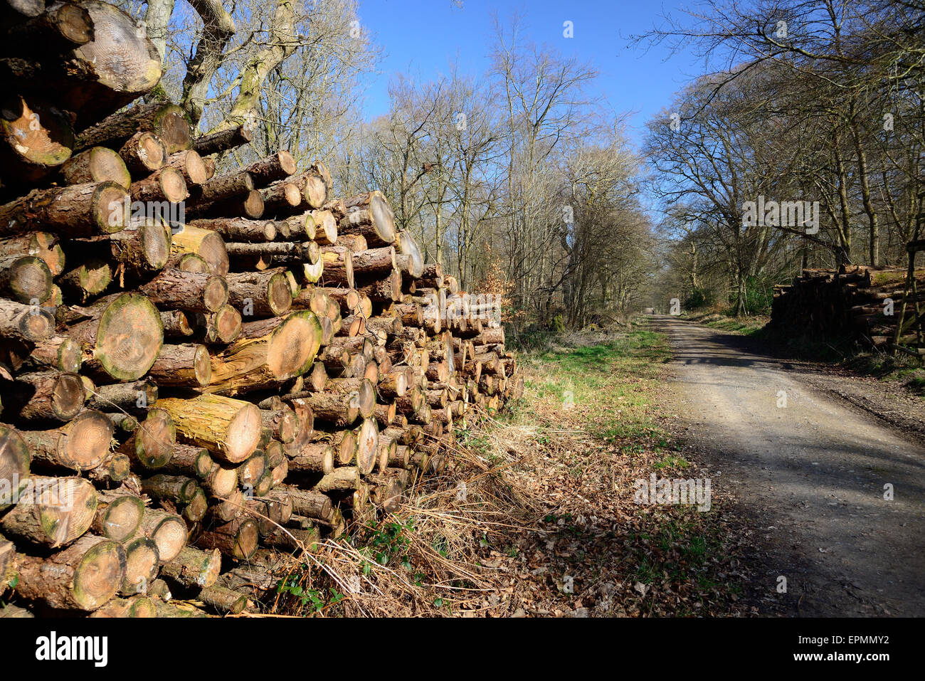 Trackside trees hi-res stock photography and images - Alamy