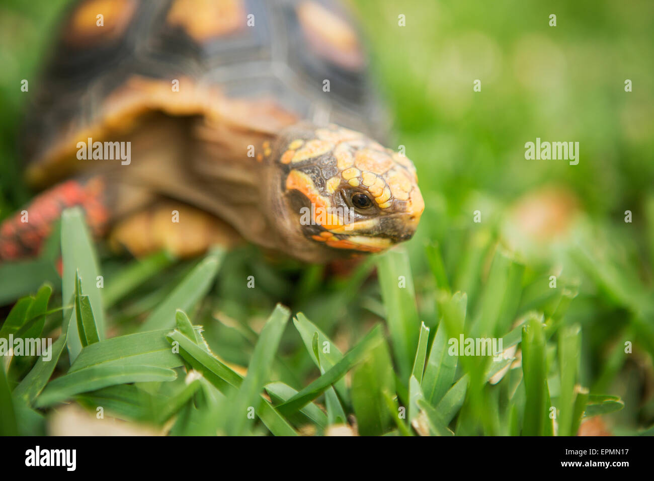 A small turtle or terrapin moving across grass Stock Photo - Alamy
