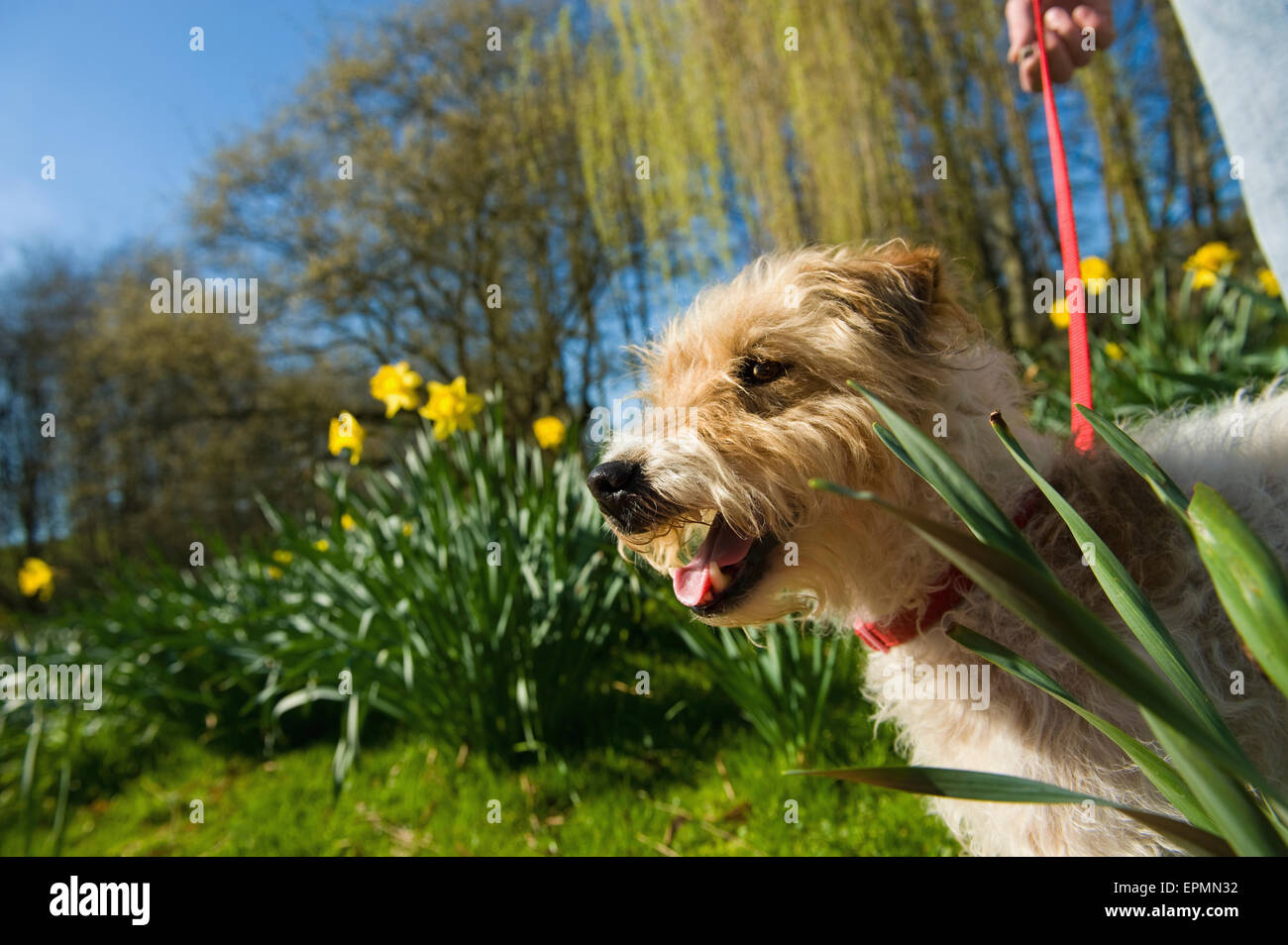 A woman and a small dog in a garden with trees in fresh leaf, and ...