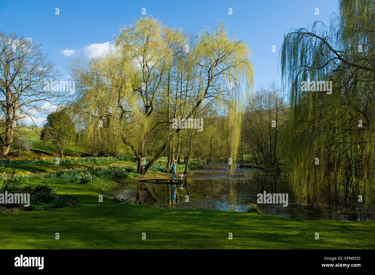 Weeping willow tree and water hi-res stock photography and images - Alamy