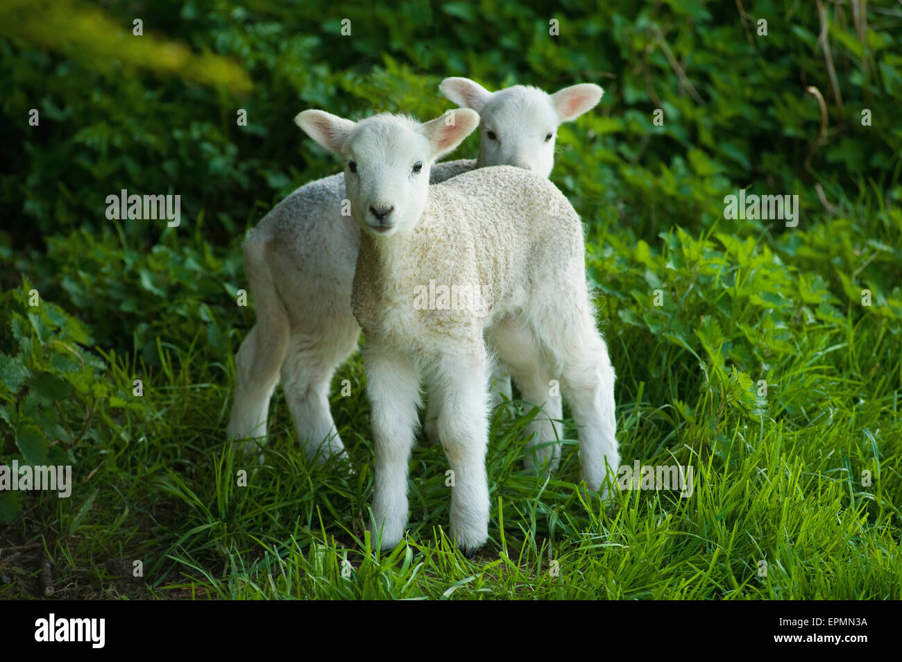Two spring lambs alert and looking around Stock Photo - Alamy