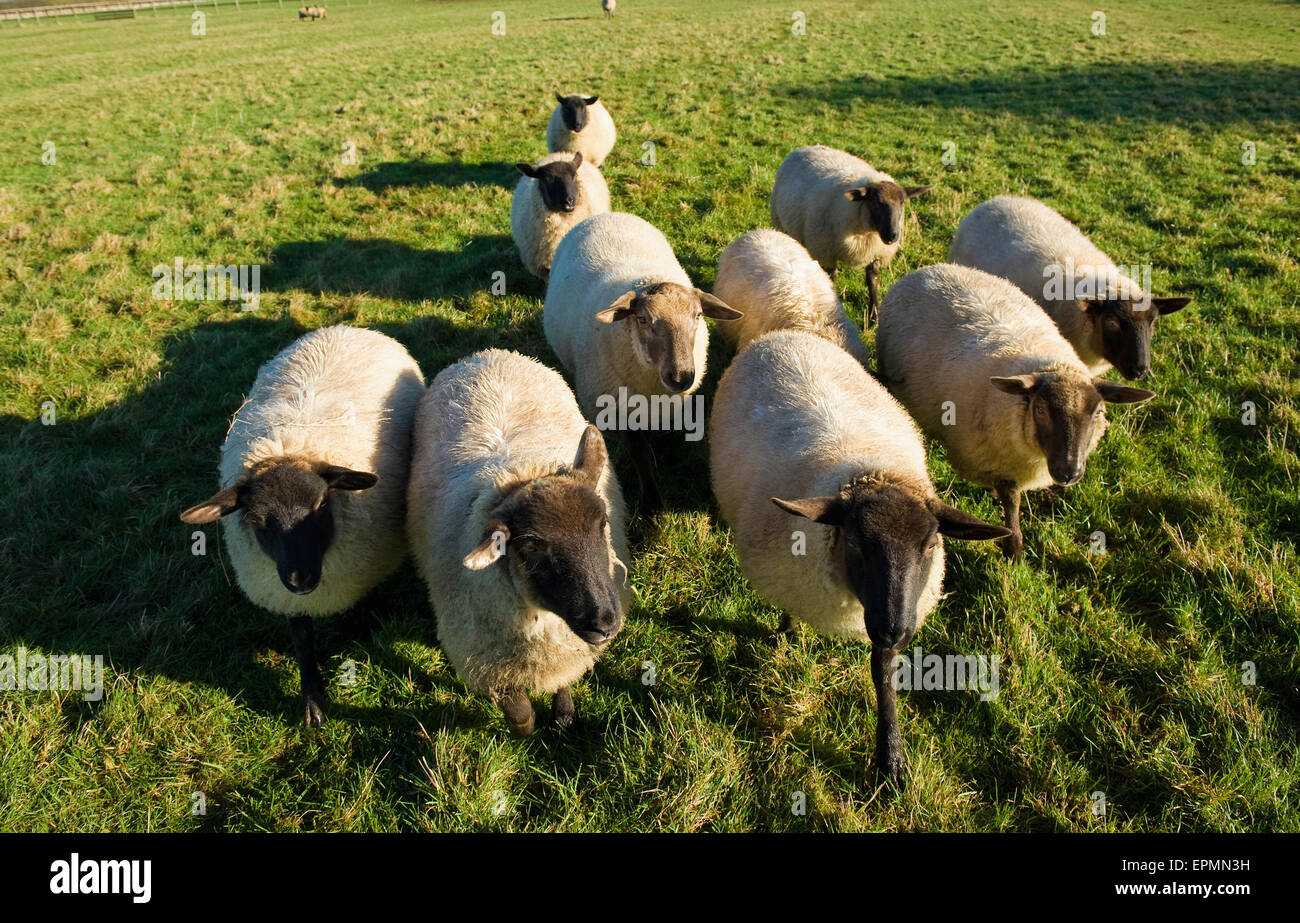 A small flock of sheep in a field Stock Photo - Alamy