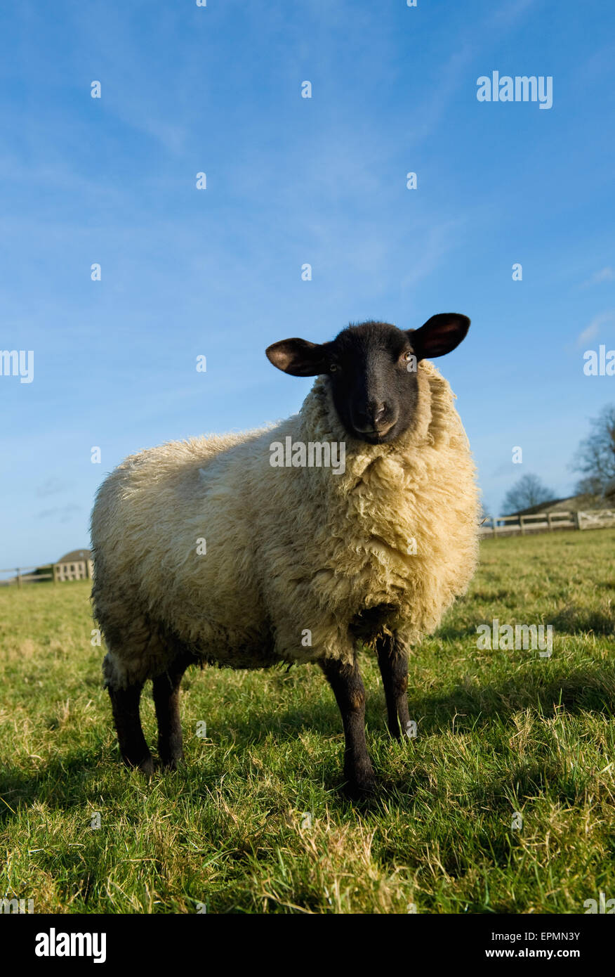 An adult sheep in a field Stock Photo - Alamy
