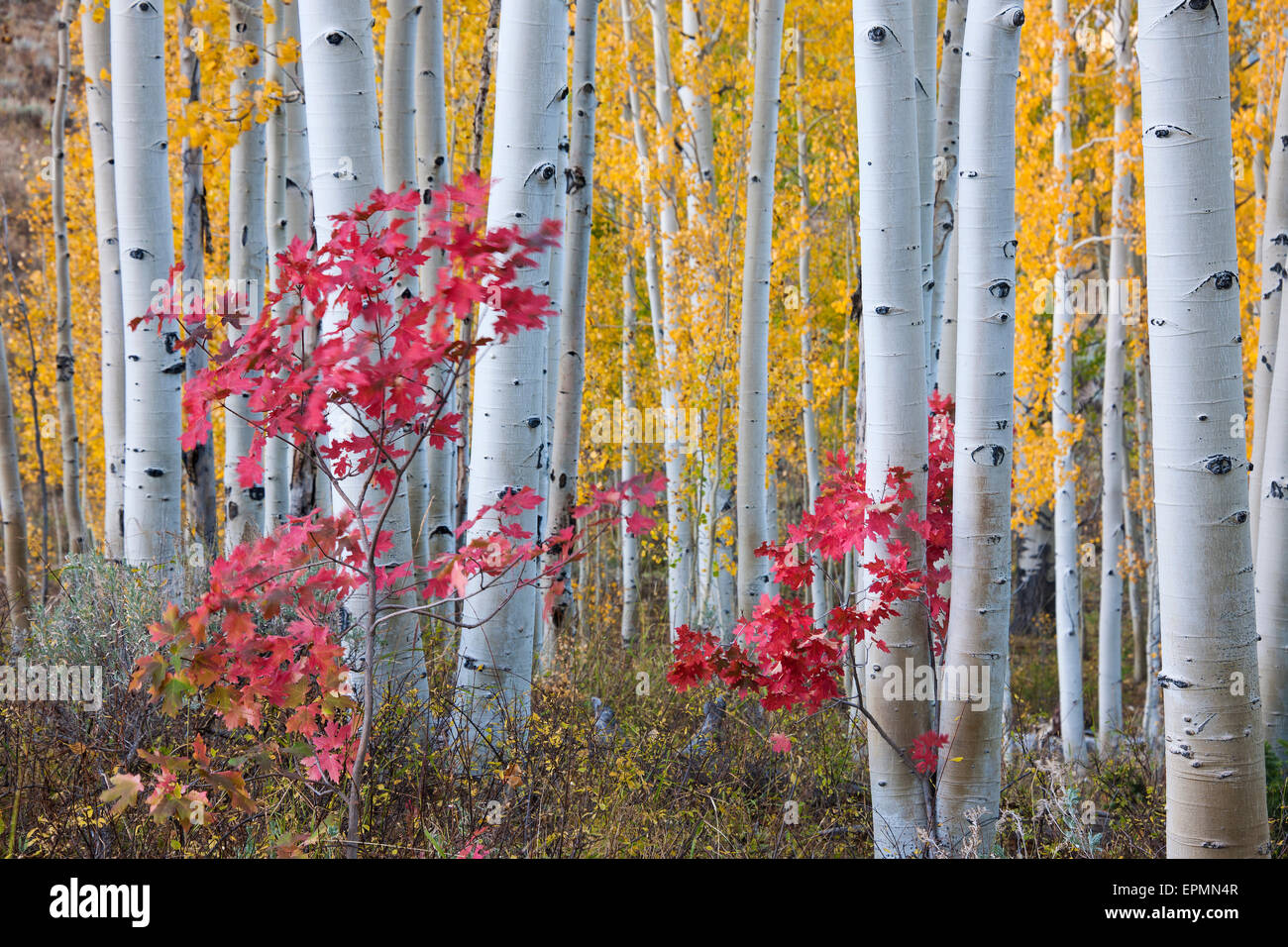 Fall colours in the Wasatch Mountains forests. Aspen trees with slender ...