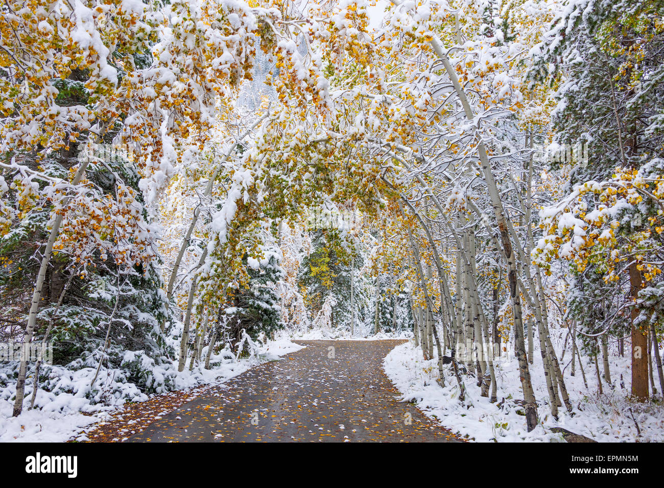 A path through the woods with trees arching over the path Stock Photo ...