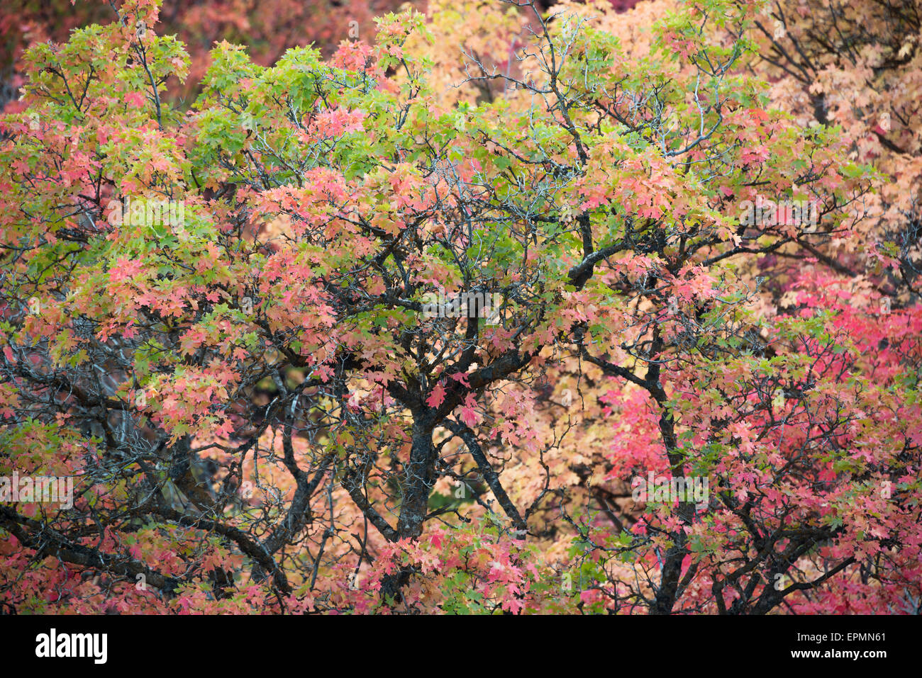 Regrowth after fire on trees in forests. Bare branches and vivid new ...