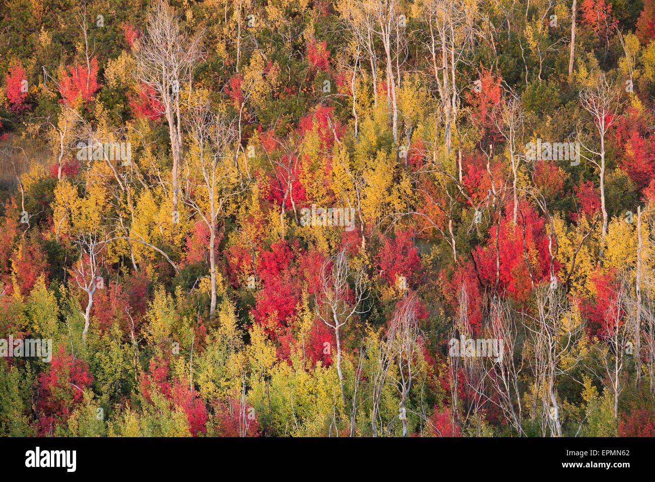 Vivid autumn foliage colour on maple and aspen tree leaves and regrowth ...