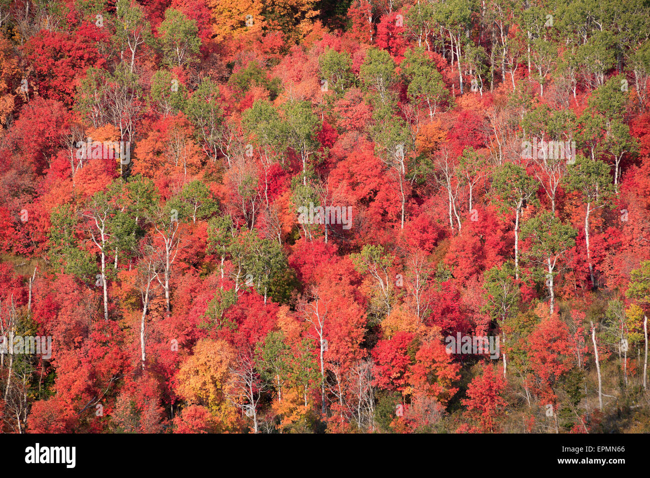 Vivid autumn foliage colour on maple and aspen tree leaves, seen from ...