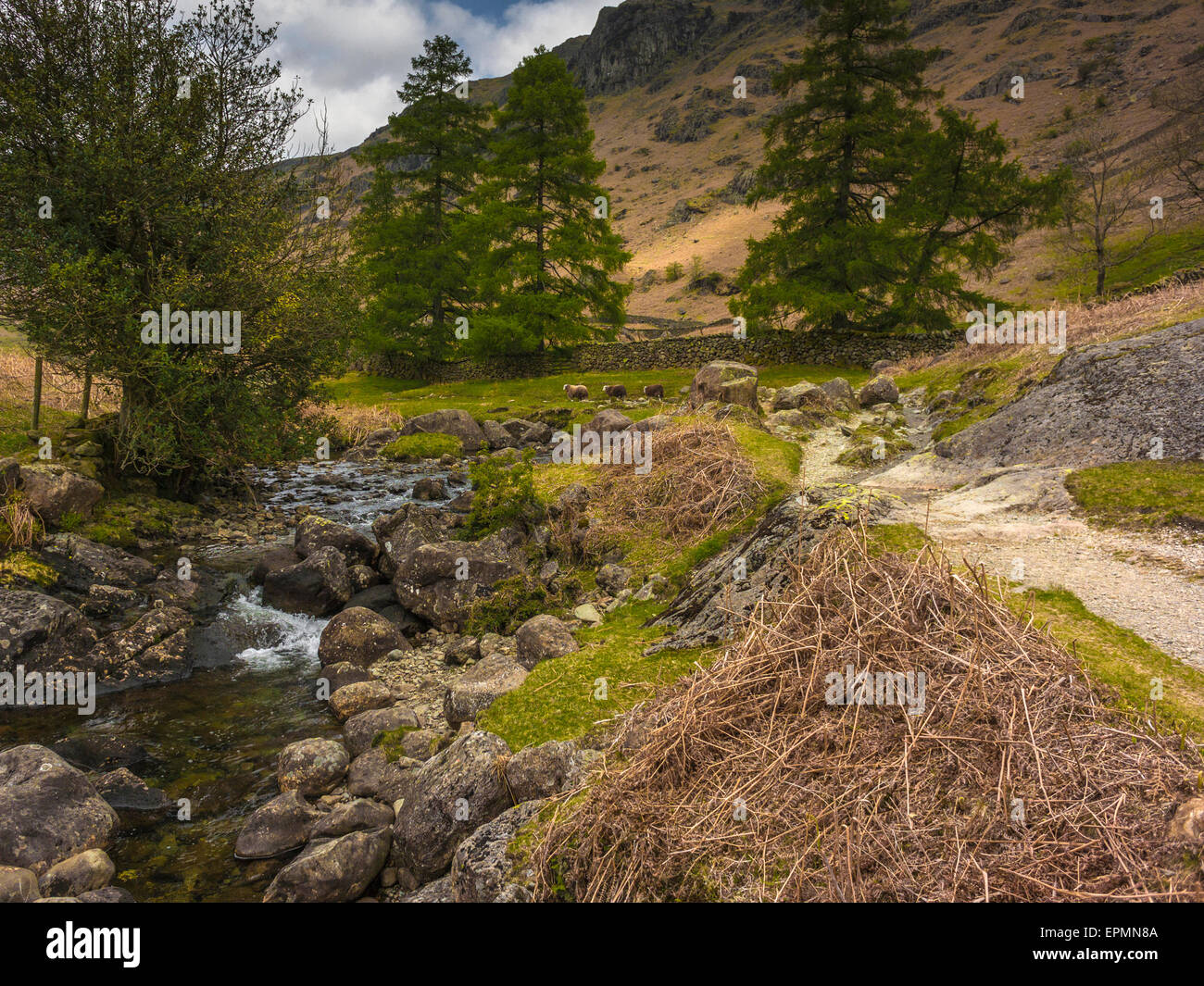 Herdwick sheep grasmere hi-res stock photography and images - Alamy