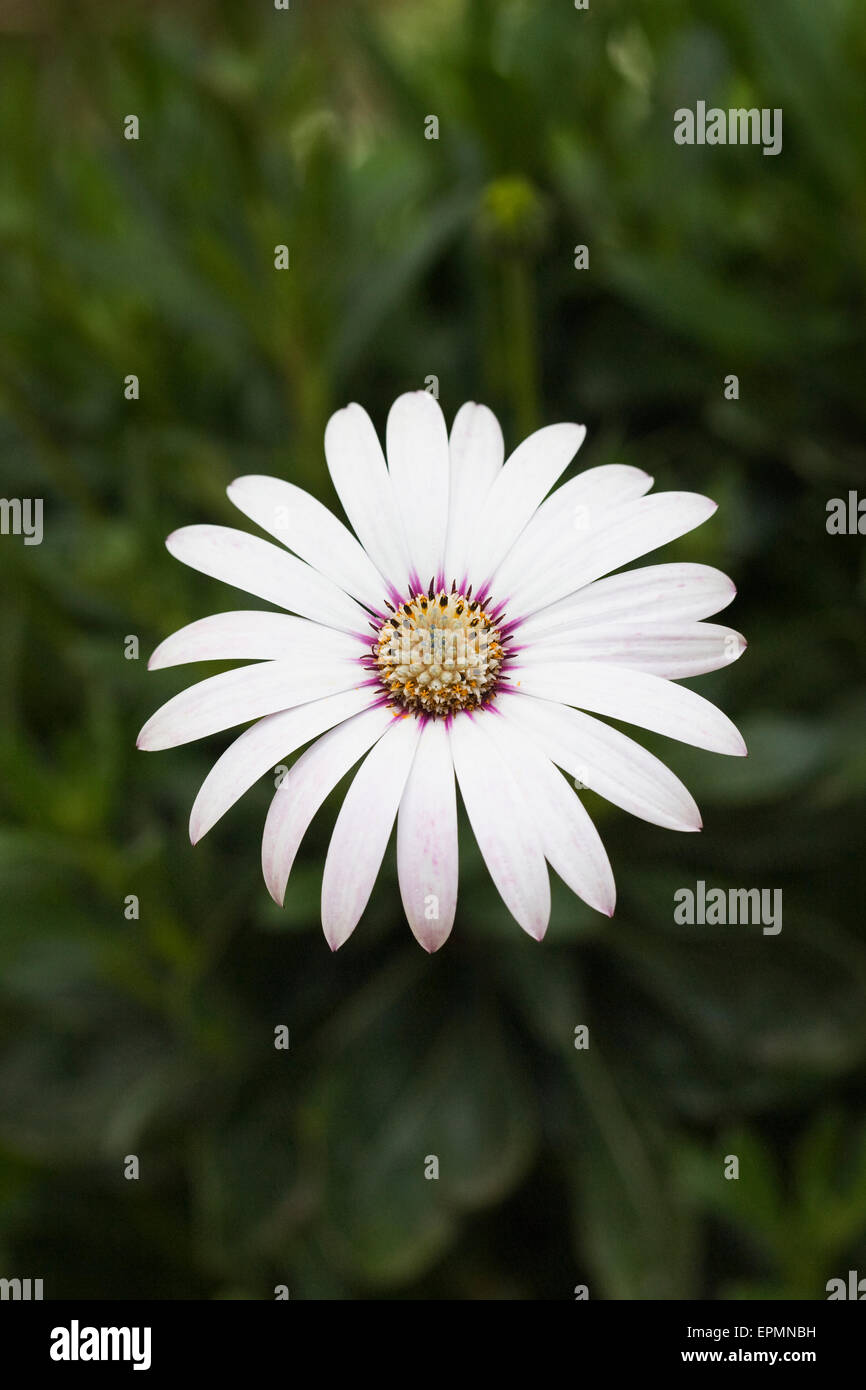 White daisy flower flowers hi-res stock photography and images - Alamy