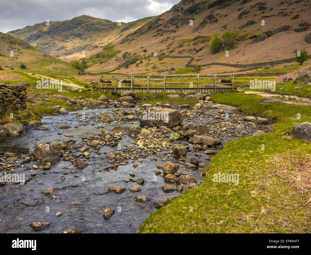 Herdwick sheep grasmere hi-res stock photography and images - Alamy