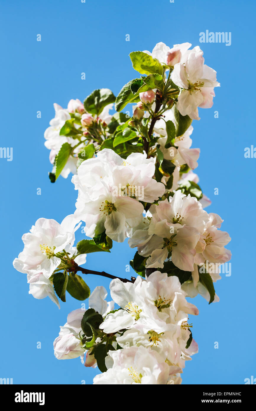 twig of flowering apple tree close up with blue spring sky background ...