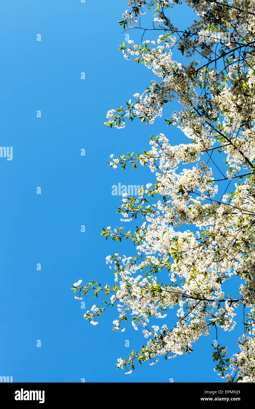 branches of flowering cherry tree with blue spring sky background Stock ...