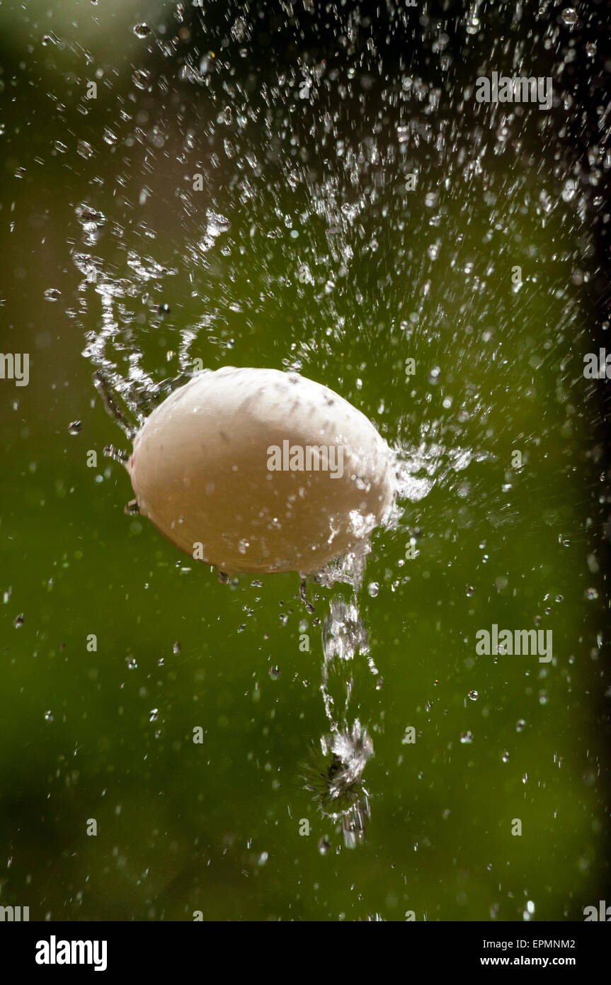 The egg as it dances, L'ou com balla, Corpus Christi Celebration ...