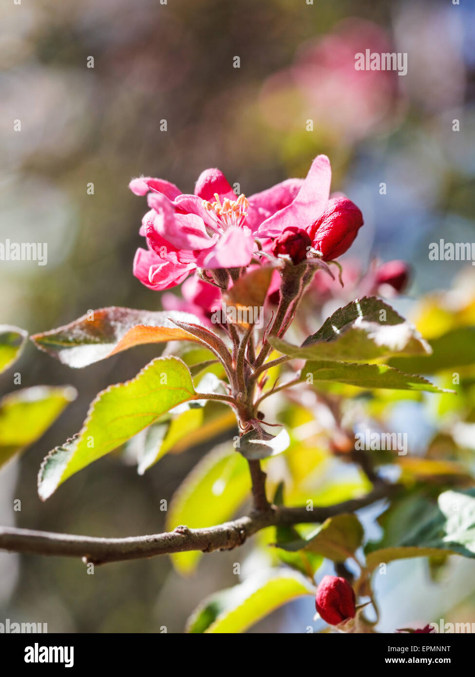 pink blossom of apple tree close up in spring Stock Photo - Alamy