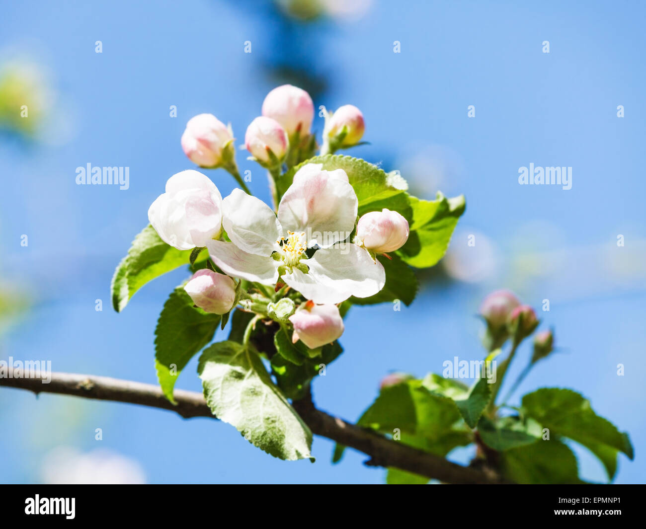 flower on blossoming apple tree close up in spring with blue sky ...