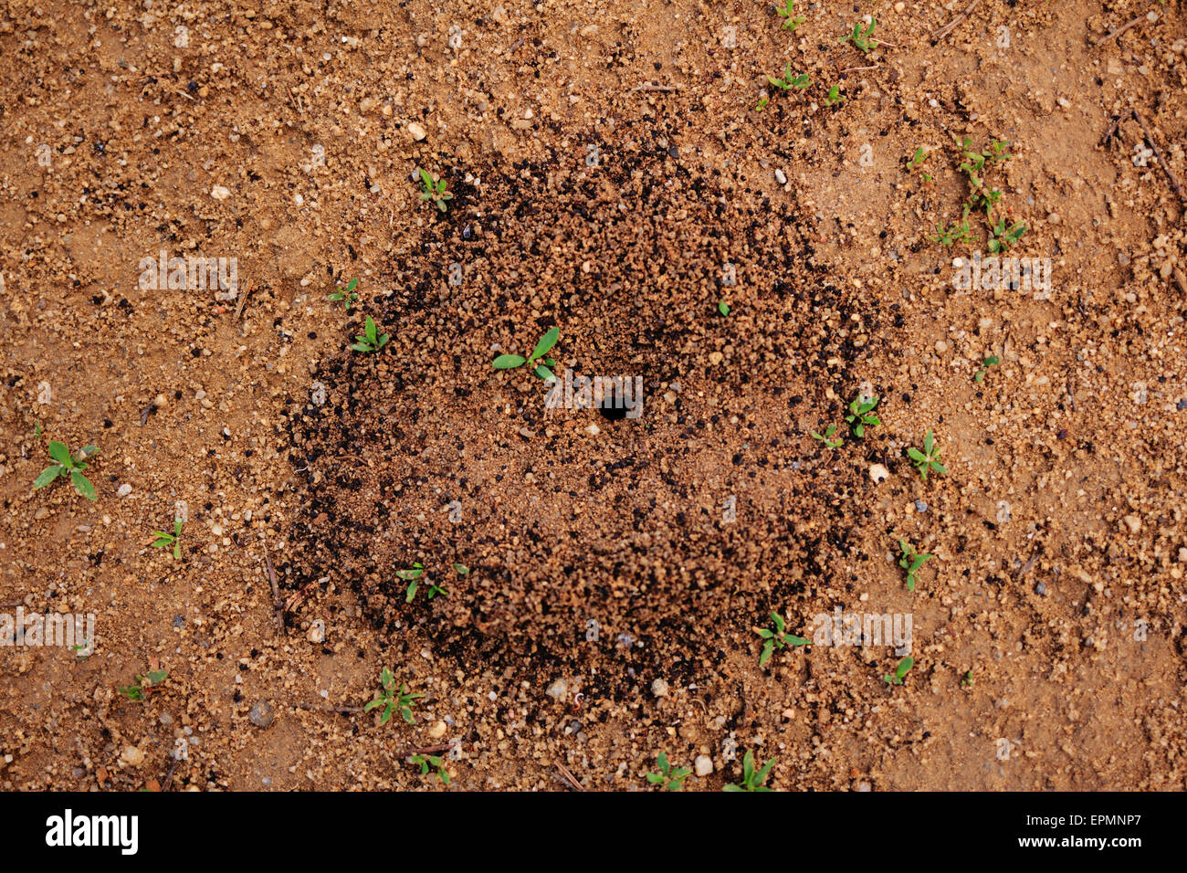 Anthill closeup. Photographed on a sunny day in the street. Colonial ...