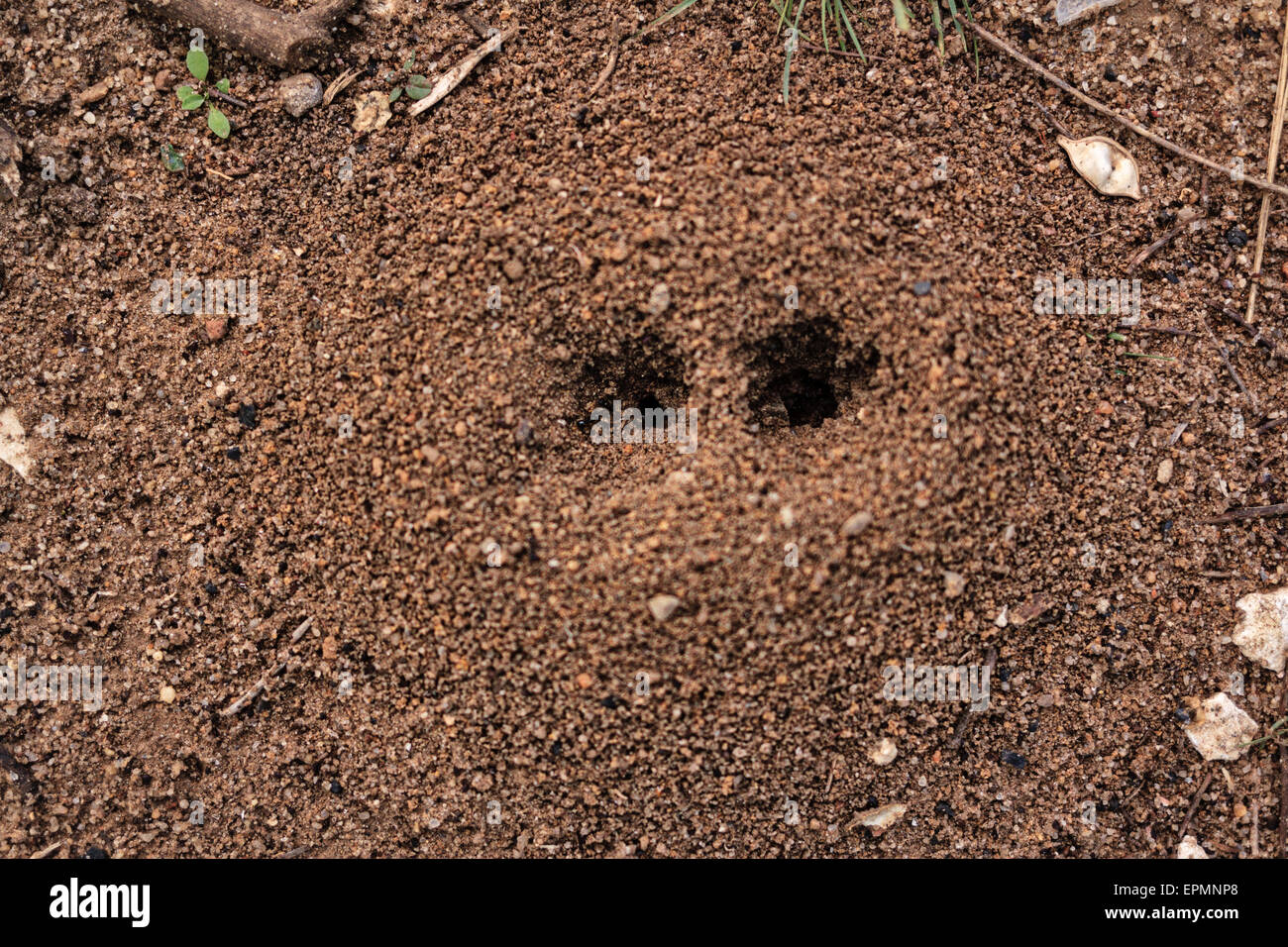 Anthill closeup. Photographed on a sunny day in the street. Colonial ...