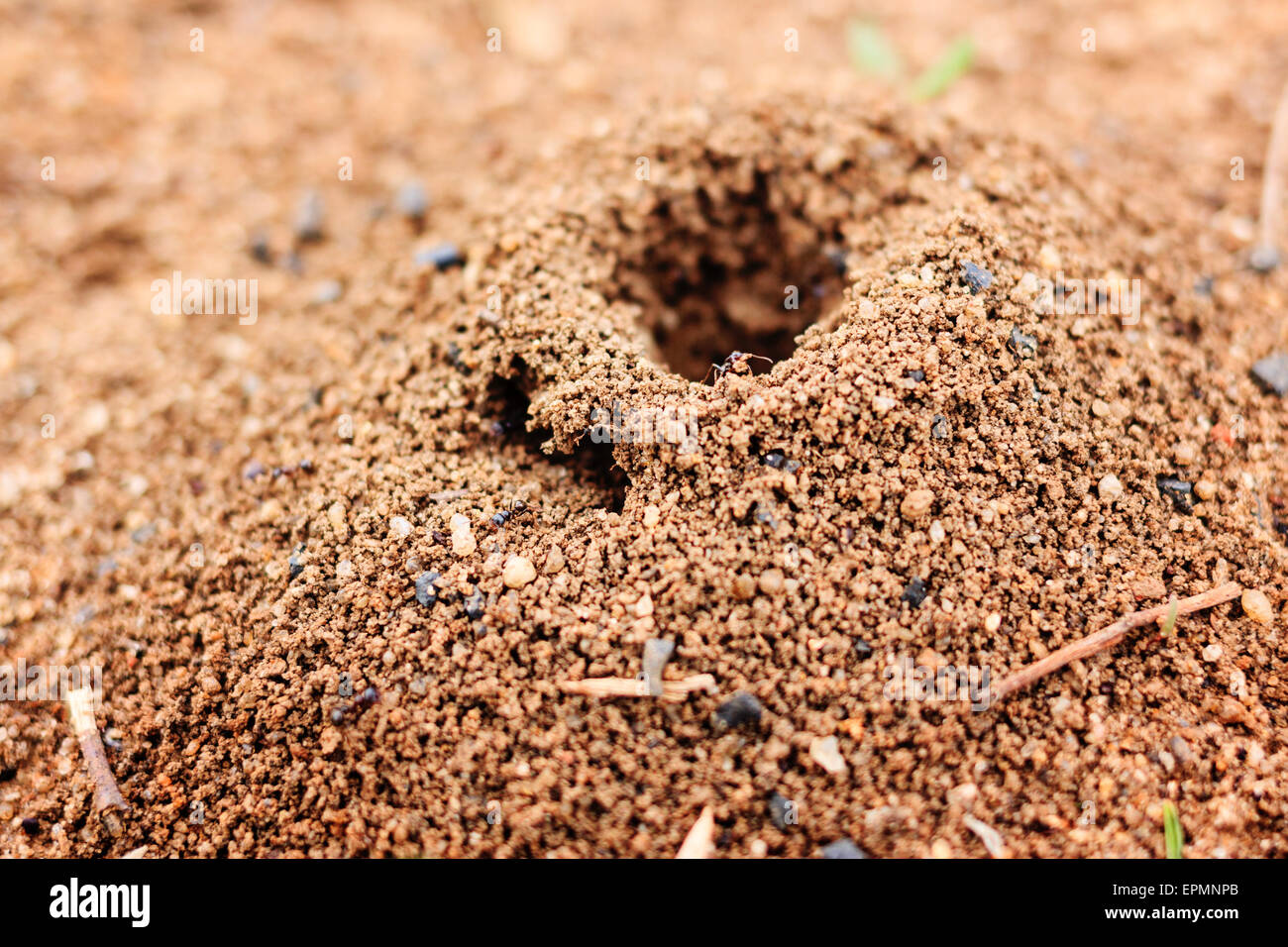 Anthill desert hi-res stock photography and images - Alamy