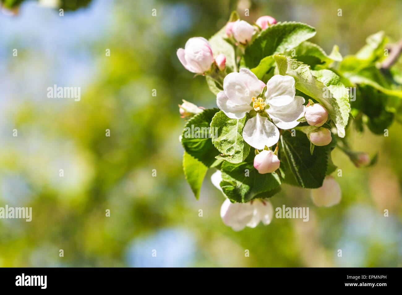 twig of apple tree with white blossoms close up in spring Stock Photo ...