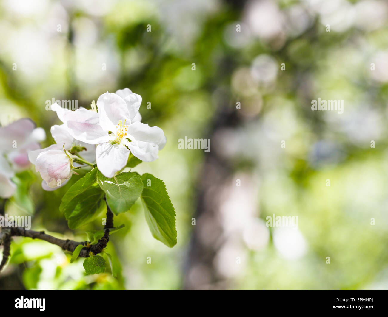 blossoms of apple tree close up in spring with green forest background ...