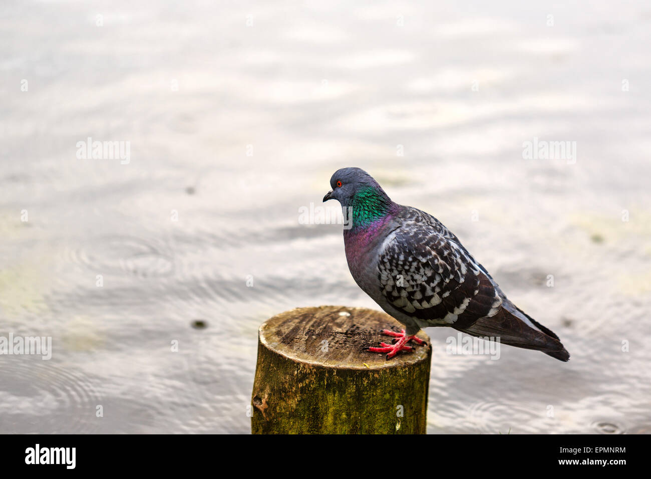 Lonesome dove hi-res stock photography and images - Alamy