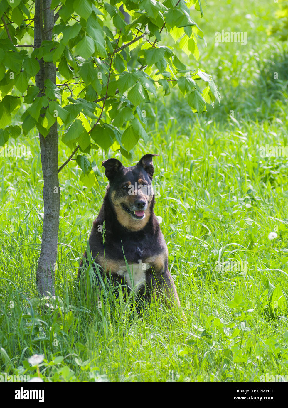 Rest under the tree hi-res stock photography and images - Alamy